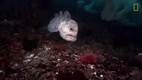 Atlantic Wolffish GIFs - Get the best GIF on GIPHY