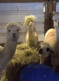 Spitting Llama Gif