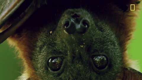 Hostile Planet: Jungle by National Geographic TV | GIPHY