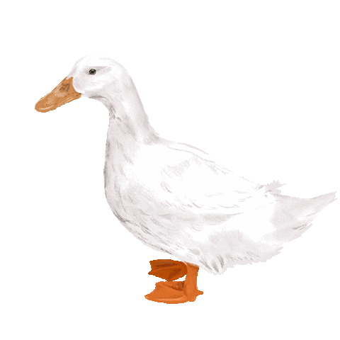 Duck Animated Gif Transparent