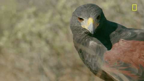 Hostile Planet: Deserts by National Geographic TV | GIPHY
