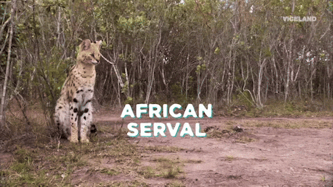Servals GIFs - Get the best GIF on GIPHY