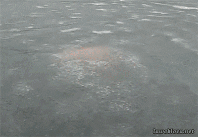 Sea Loch GIFs - Get the best GIF on GIPHY