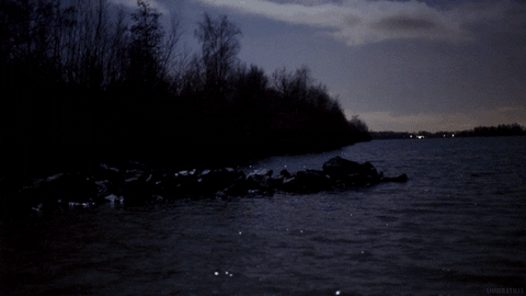 Water Trees GIF by Living Stills - Find & Share on GIPHY