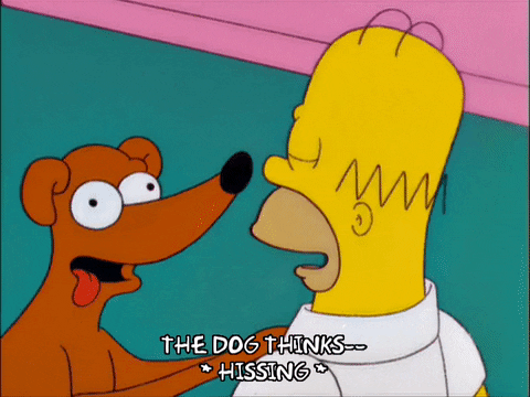 6 Dogs GIFs - Get the best GIF on GIPHY