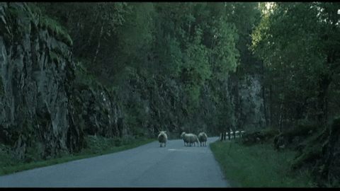 Stupid Sheep GIFs - Get the best GIF on GIPHY