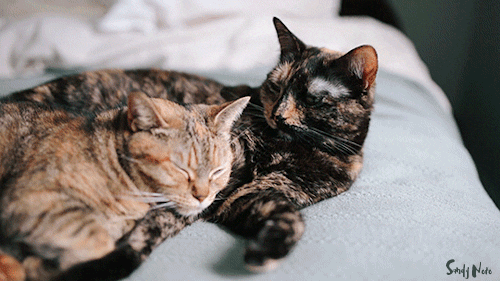 Cats Love GIF by Adventures Once Had - Find & Share on GIPHY