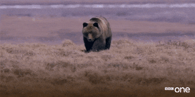 Syrian Brown Bear GIFs - Find & Share on GIPHY