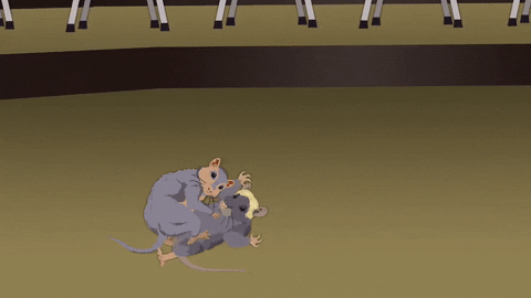 Rat Fight GIFs - Get the best GIF on GIPHY