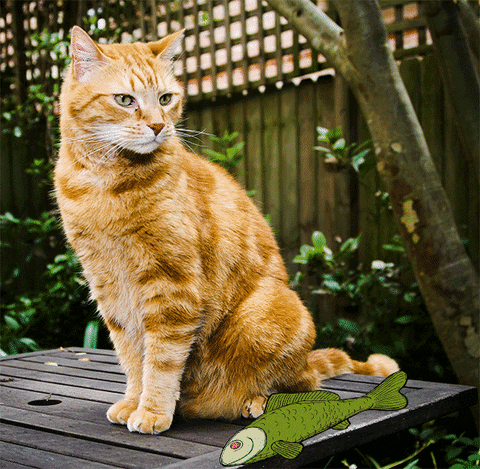 Cat And Fish GIFs - Get the best GIF on GIPHY