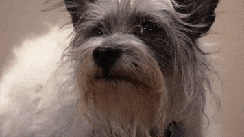 Dog Waiting GIFs - Find & Share on GIPHY