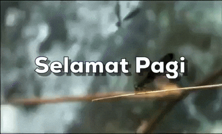 Capung GIFs - Get the best GIF on GIPHY