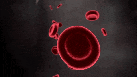 Building 10 Red Blood Cells GIF by Discovery - Find & Share on GIPHY