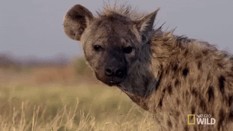 Laughing Hyena Animated Gif