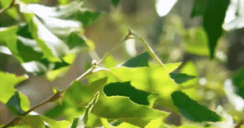 California-sycamore GIFs - Get the best GIF on GIPHY