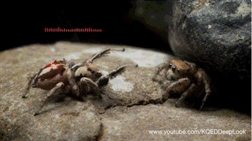 Jumping Spiders GIF by PBS Digital Studios - Find & Share on GIPHY