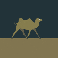 Cute Camel Gif