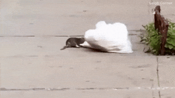 Prowler+meme GIFs - Find & Share on GIPHY