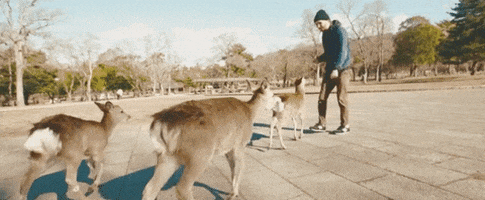 Around World GIFs - Get the best GIF on GIPHY