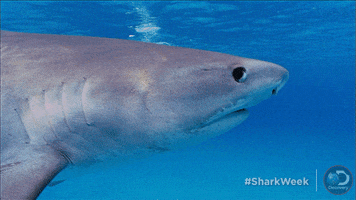 Discovery Side Eye GIF by Shark Week - Find & Share on GIPHY