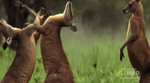 Kangaroo Attack Gif