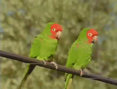 Lorikeets GIFs - Get the best GIF on GIPHY