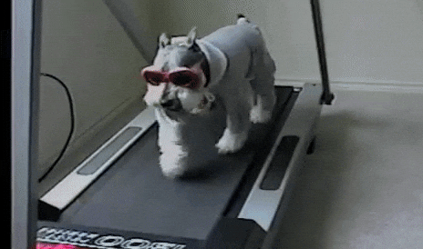 New trending GIF tagged dog exercise afv treadmill… | Trending Gifs