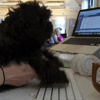 Dog Typing Gif