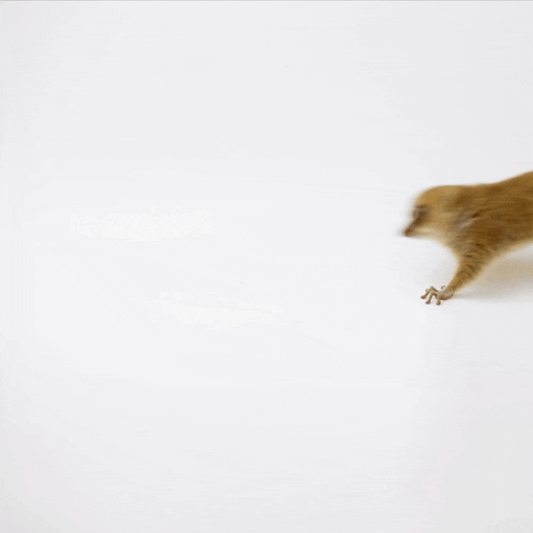 Animal Jump GIFs - Get the best GIF on GIPHY