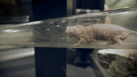 Creatures Of The Photo Ark GIFs - Get the best GIF on GIPHY