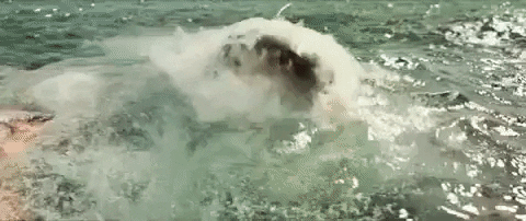 Sony Home Ent GIF by The Shallows - Find & Share on GIPHY