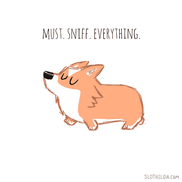 Sniffer GIFs - Get the best GIF on GIPHY