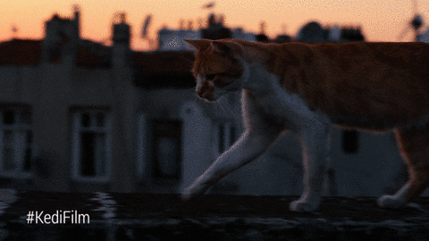 Sevimli Kedi GIFs - Get the best GIF on GIPHY