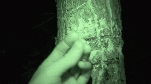 Sasquatch GIF by Ice Cube - Find & Share on GIPHY