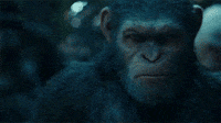 Planet Of The Apes Gif