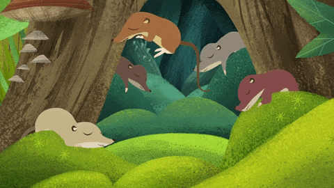 Pygmy Shrew GIFs - Get the best GIF on GIPHY
