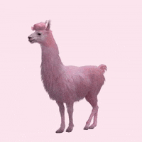 Dancing Alpaca Gif