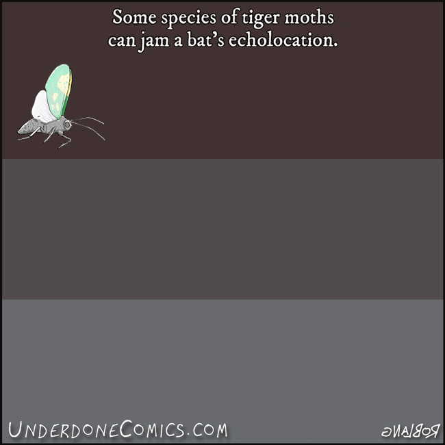 Big Brown Bat GIFs - Get the best GIF on GIPHY