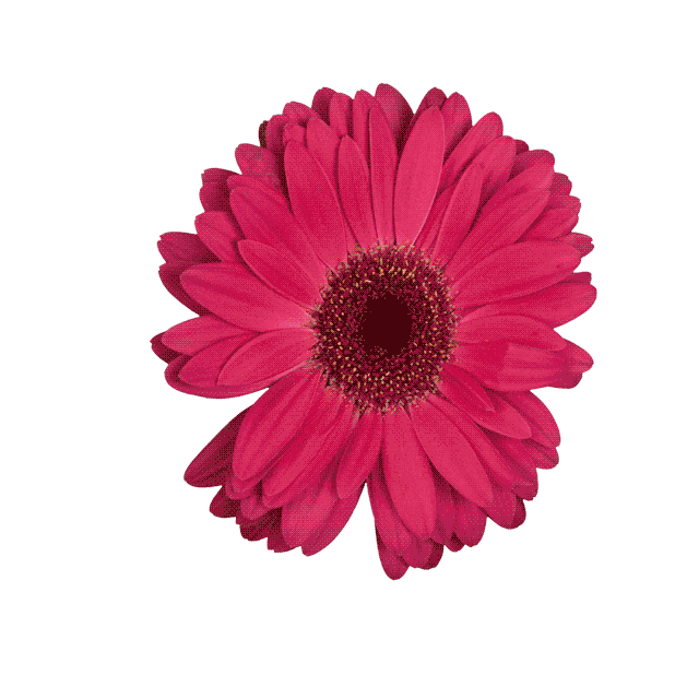 Flower Blooming Gif Transparent