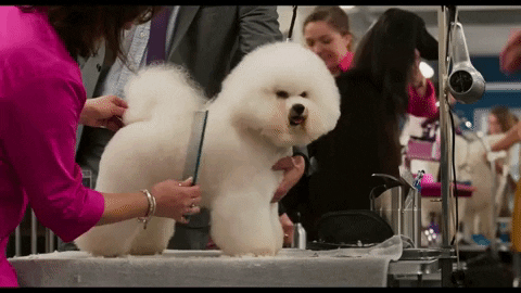 Show Dogs GIFs - Get the best GIF on GIPHY