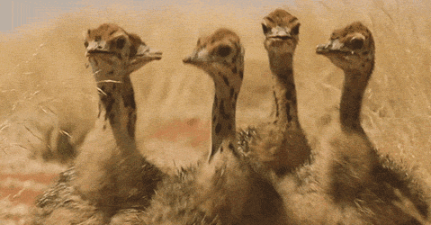 Emus Pink Windmill Kids GIFs - Get the best GIF on GIPHY
