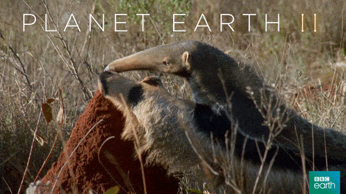Hungry Planet Earth 2 GIF by BBC Earth - Find & Share on GIPHY