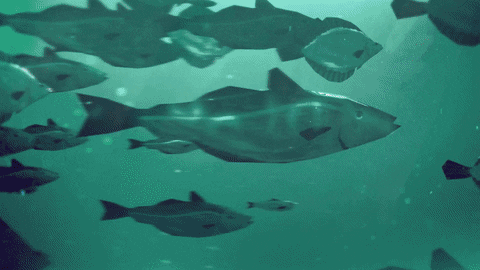 Marine Stewardship Council GIFs - Get the best GIF on GIPHY