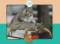 Drunk Squirrel Gif