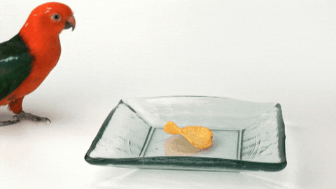 Bird Eat GIF by ADWEEK - Find & Share on GIPHY