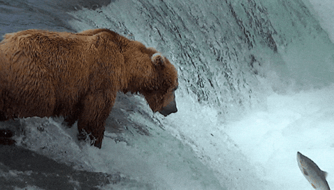 Fish Eat GIF by ADWEEK - Find & Share on GIPHY