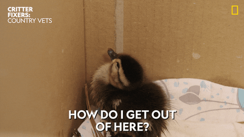 Helping-trapped-ducks GIFs - Get the best GIF on GIPHY