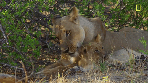 Hostile Planet: Grasslands by National Geographic TV | GIPHY
