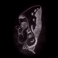 The Shadow Knows by Rullampo | GIPHY