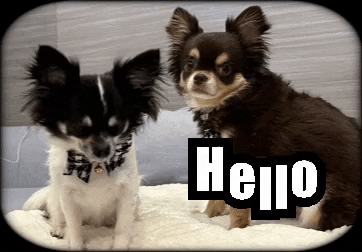 Hello This Is Dog Gif
